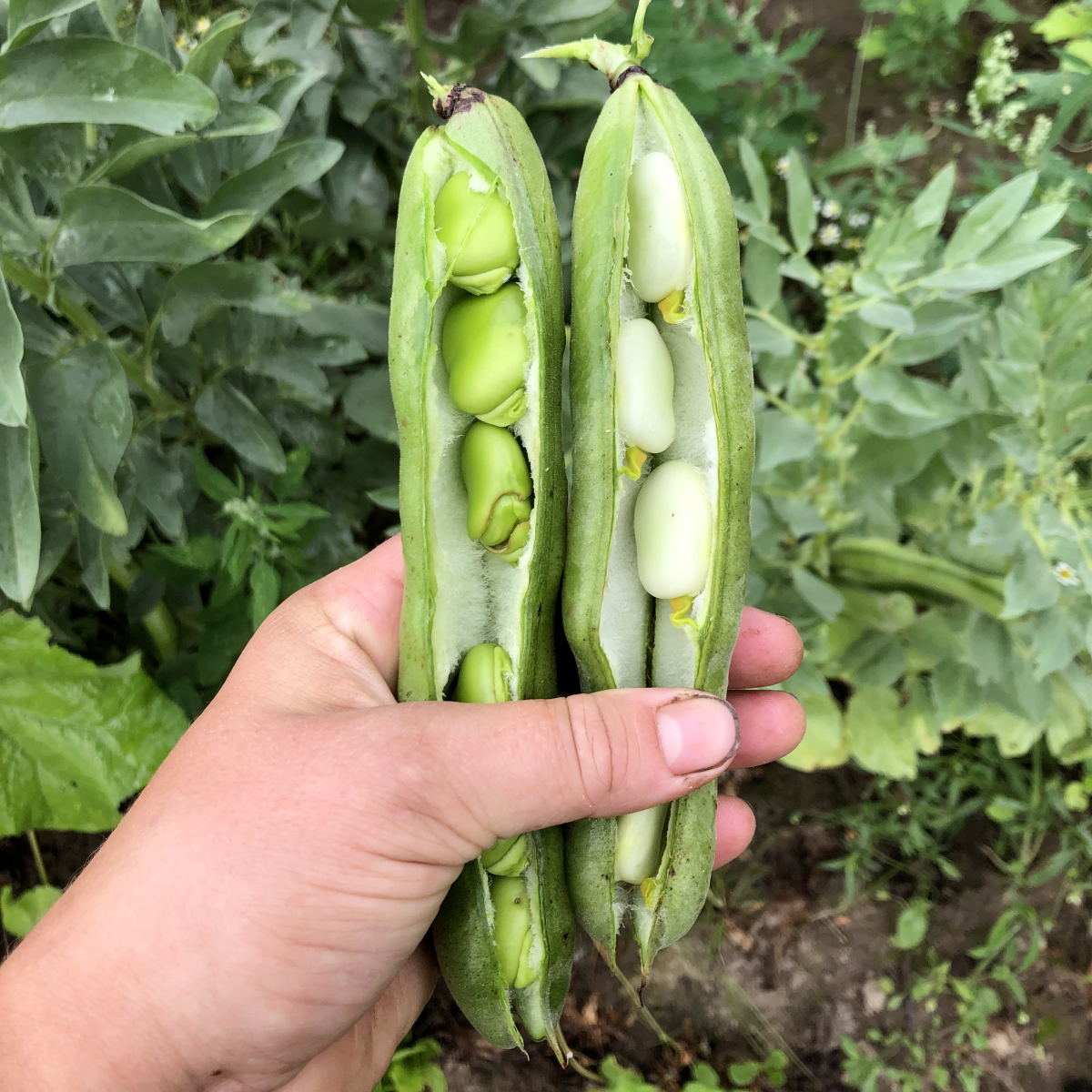 Faba beans (Vicia faba) - The Global Bean Project