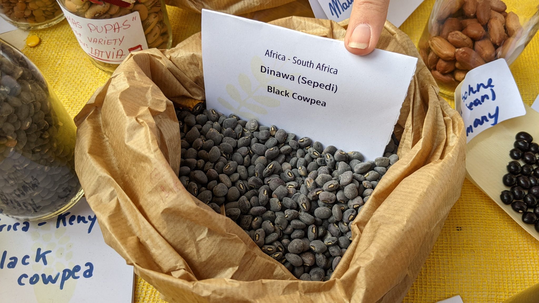 Behind the Seeds: Jugo Beans and Black Cowpeas with Melissa Le Court de Billot (South Africa ...